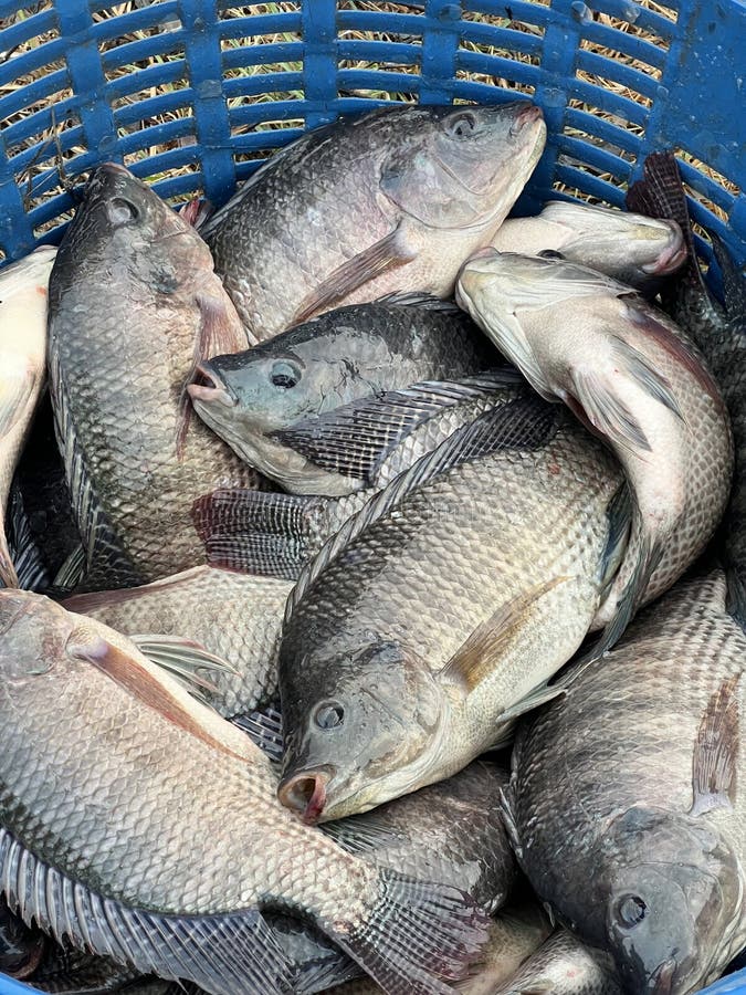 Fresh Tilapia Fish in the Market Stock Photo - Image of cuisine, ocean ...