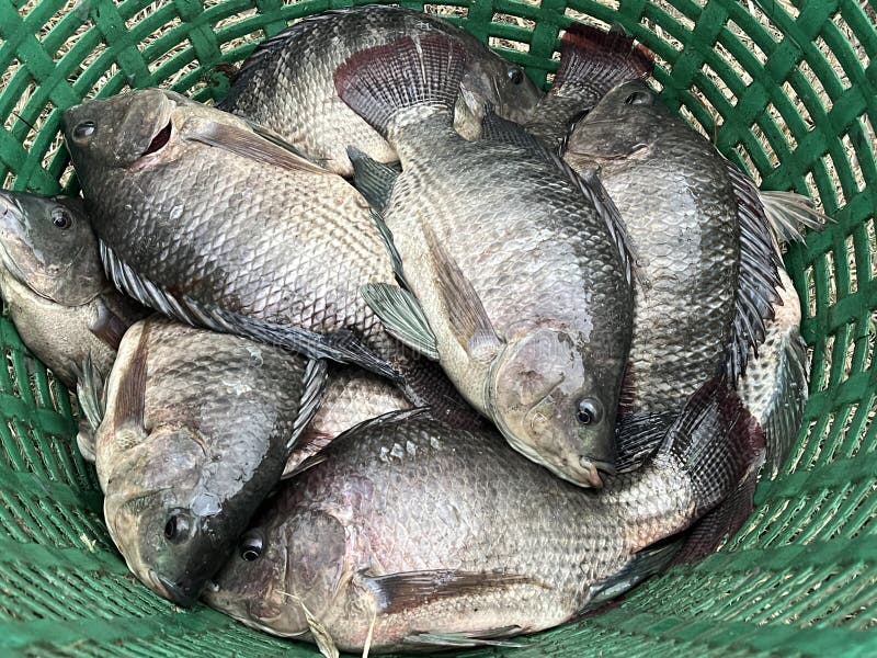 Fresh Tilapia Fish in the Market Stock Image - Image of carp, tilapia ...