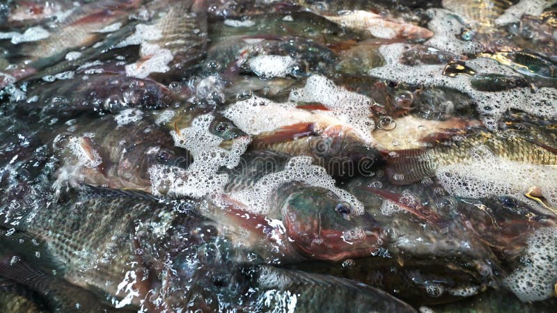 Fresh Tilapia Fish in the Market Stock Footage - Video of water ...