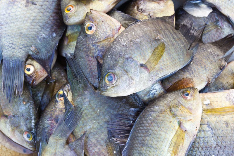 Fresh Tilapia Fish stock image. Image of heap, kampala - 37409161