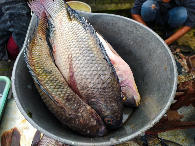 Fresh Tilapia Fish Which Will Be Weighed Using a Traditional Frog ...