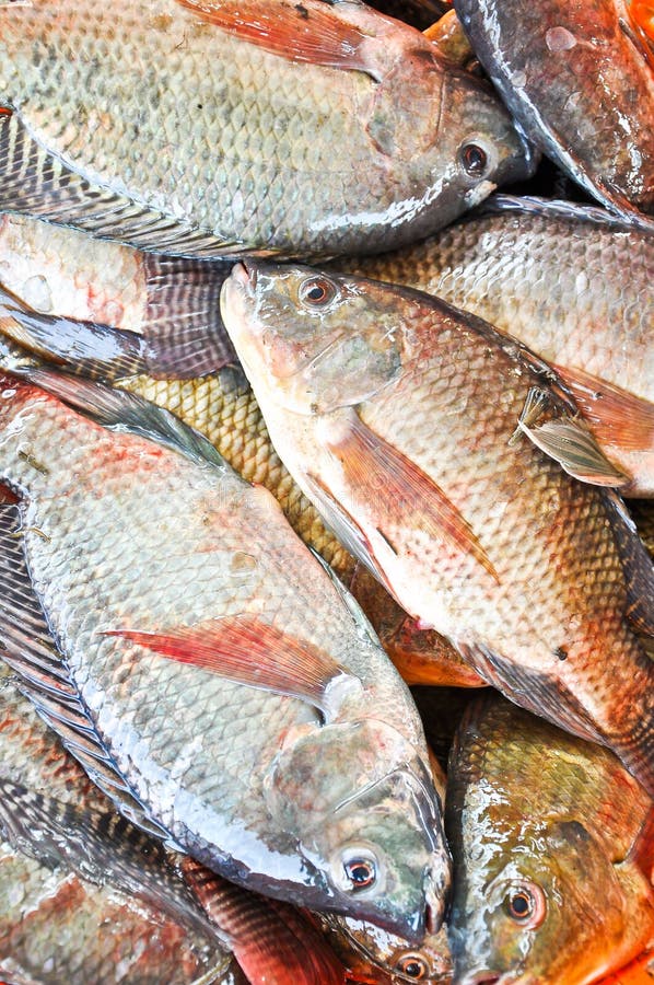Fresh Tilapia Fish on the Grill Stock Image - Image of bite, lagoons ...