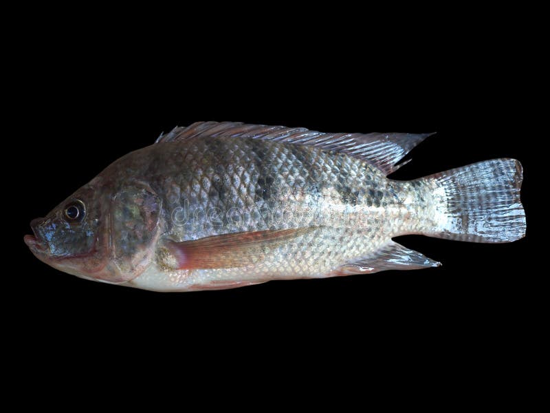 Fresh Tilapia (Oreochromis Niloticus) Fish on Black Background Stock ...