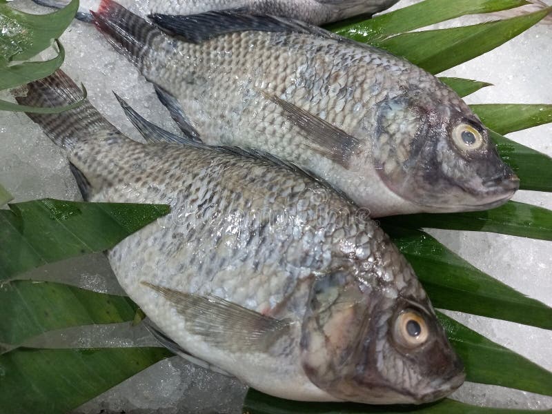 Tilapian Stock Photos - Free & Royalty-Free Stock Photos from Dreamstime