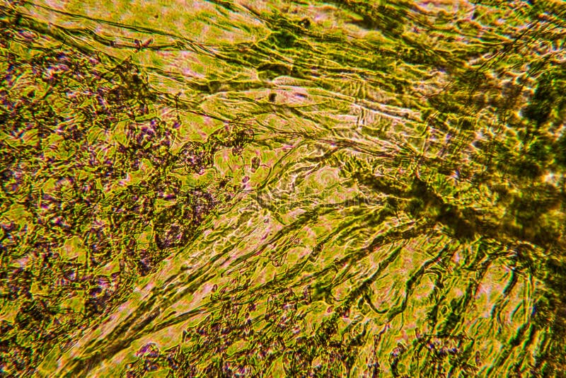 Fresh Tiny Leaf at the Microscope Stock Image - Image of cells, natural ...