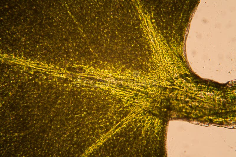 Fresh Tiny Leaf at the Microscope Stock Image - Image of macro ...