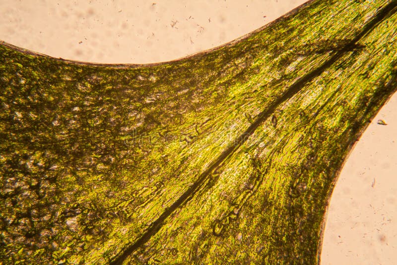 Fresh Tiny Leaf at the Microscope Stock Photo - Image of details, food ...