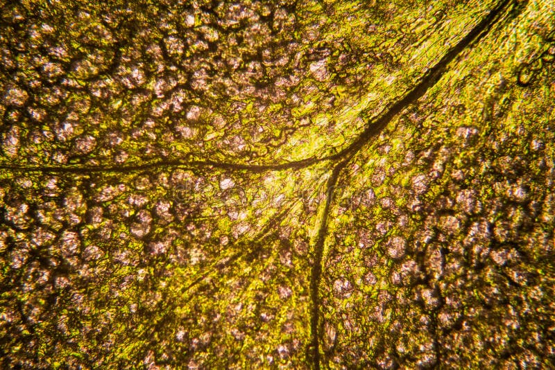 Fresh Tiny Leaf at the Microscope Stock Image - Image of leaf, growth ...