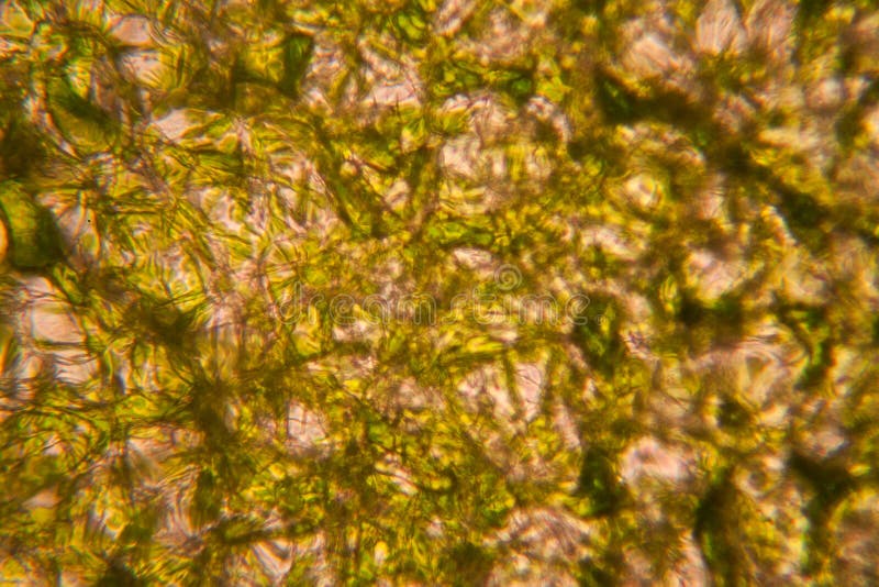 Fresh Tiny Leaf at the Microscope Stock Image - Image of network ...