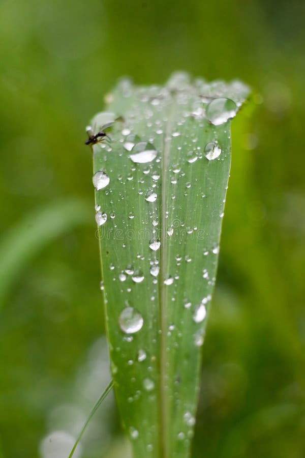 Fresh Tiny Water Droplets on the Green Leaf after Rain. Stock Image ...