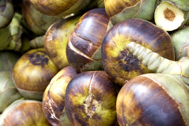Fresh Toddy Palm Fruit and Bowl of Thai Dessert Stock Photo - Image of ...