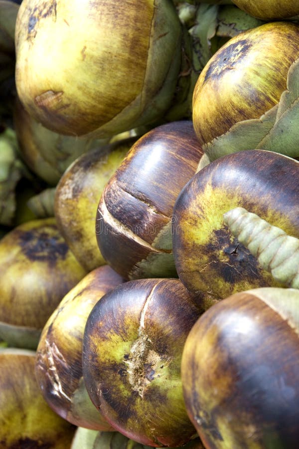 Fresh Toddy Palms for Sale stock image. Image of nature - 7171379
