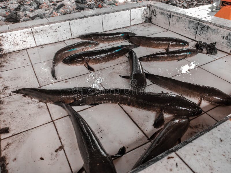 Fresh toman fish stock image. Image of fresh, food, fish - 253461217