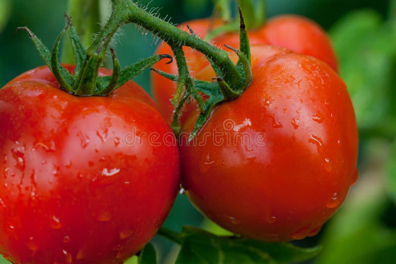 Fresh tomato stock image. Image of ripe, close, crop - 21621895