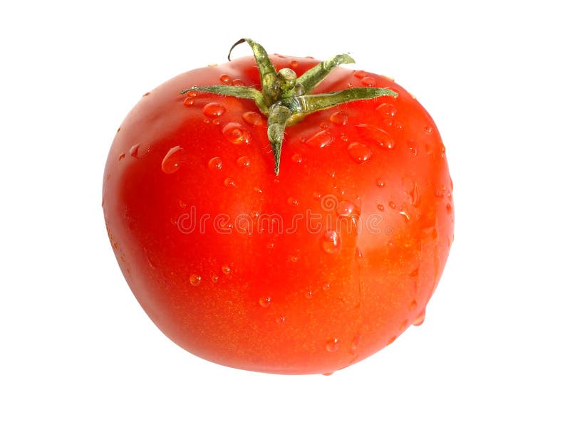 One Tomato stock photo. Image of delight, macro, culinary - 18271170