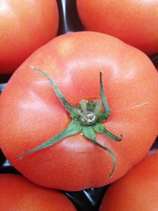 Fresh tomato close up shot stock image. Image of orange - 219968895