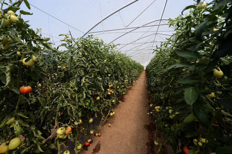 Fresh Tomato Crop in the Field Stock Image - Image of agriculture, food ...