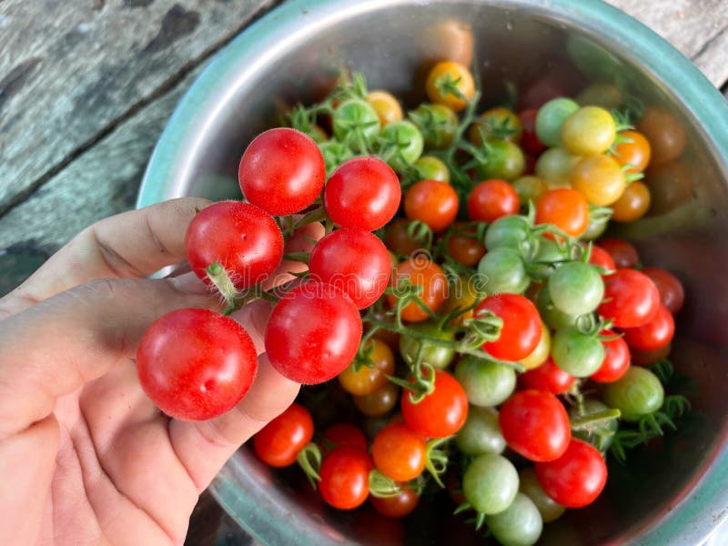 Fresh Tomato in Fruit Healty Stock Image - Image of harvest ...