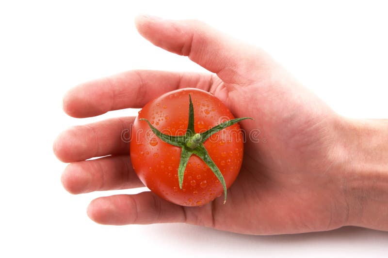 Fresh tomato in hand stock image. Image of green, hand - 7124517