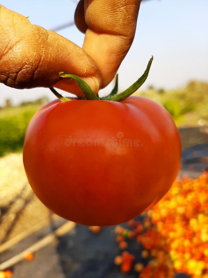 Fresh Tomato Indian Farmer Himshikhar Stock Image - Image of fresh ...