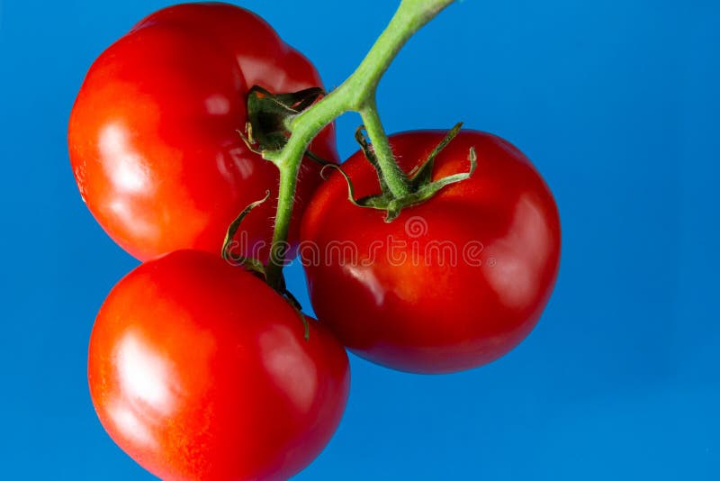 Fresh Tomato. Tomato Isolated on Blue Background Stock Image - Image of ...