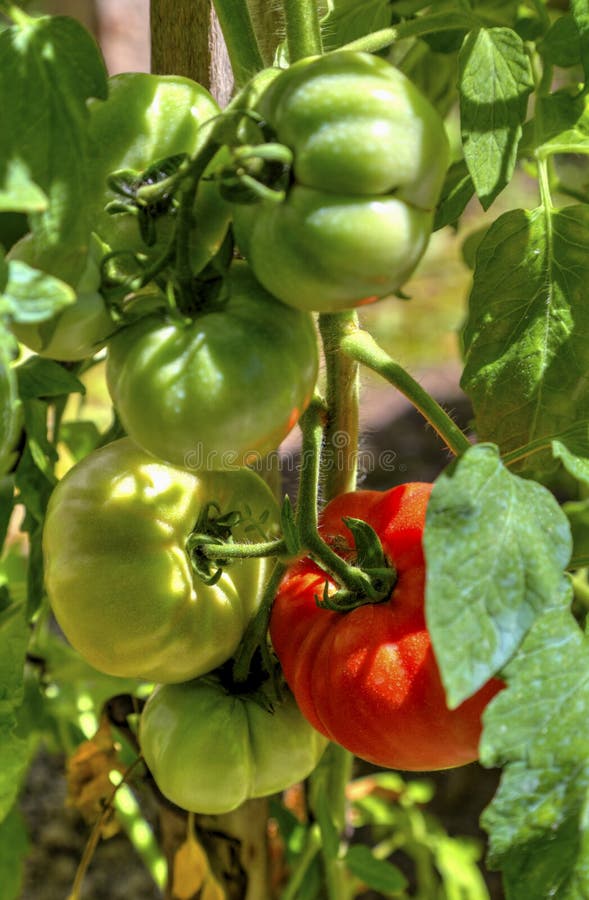 Fresh tomato plant stock photo. Image of freshness, botanical - 92537322
