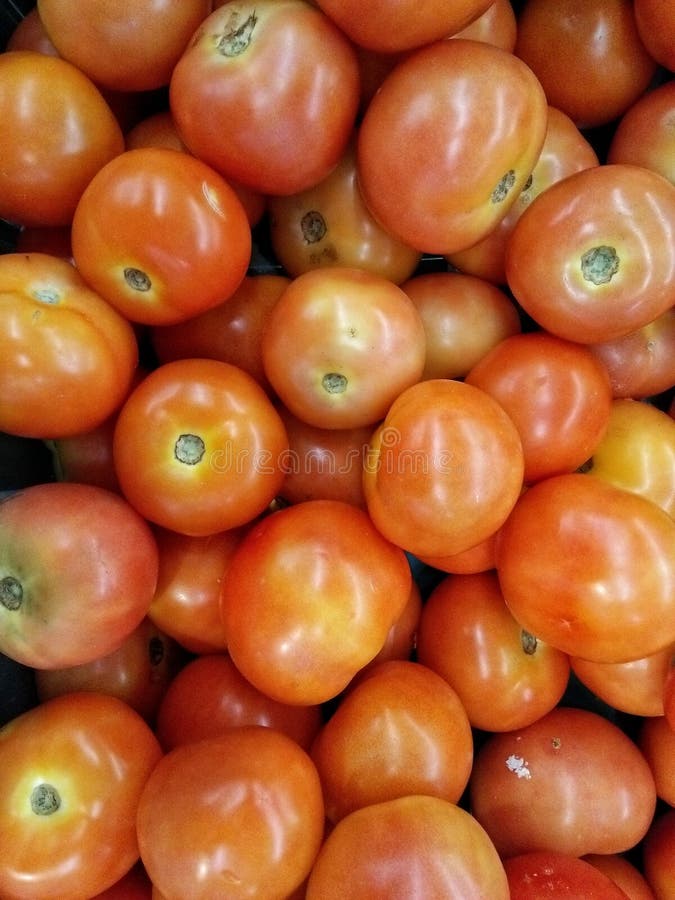 A fresh tomato stock photo. Image of tomato, sold, fresh - 105143384