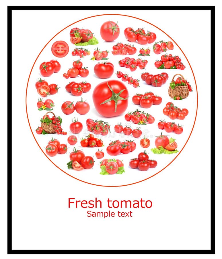 Fresh tomato stock photo. Image of healthy, plant, produce - 93020658