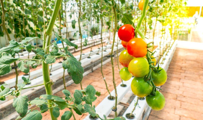 Fresh Tomato on Tree, Organic Farm Stock Image - Image of food, plant ...