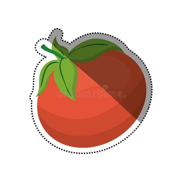 Fresh tomato vegetable stock illustration. Illustration of eating ...
