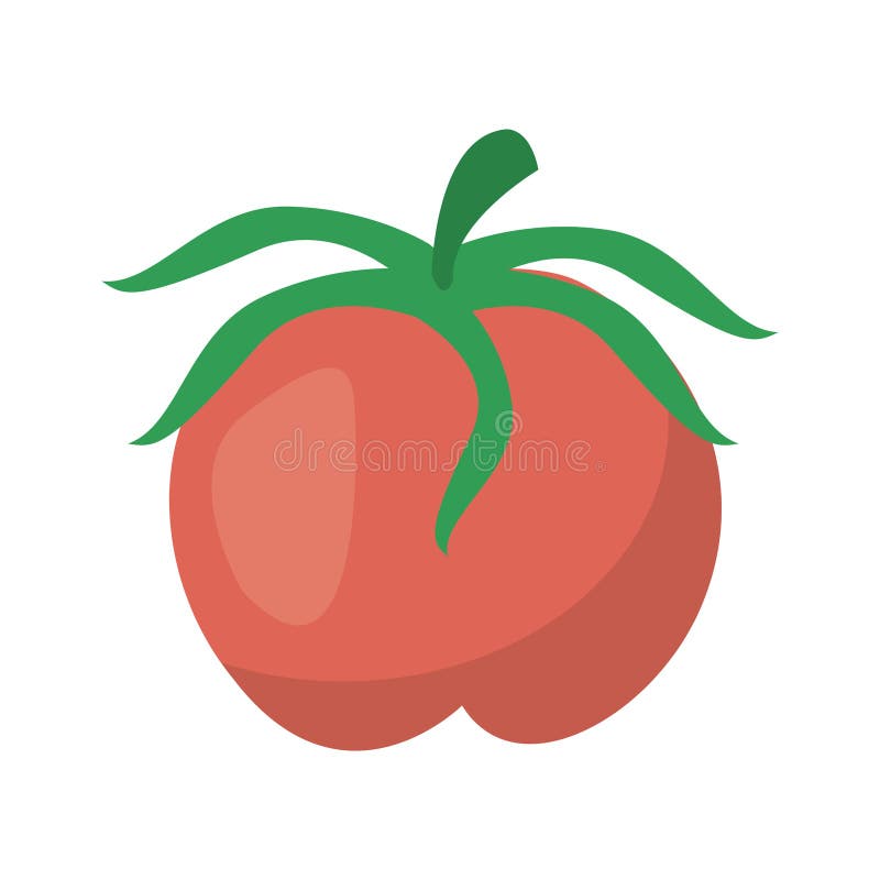 Fresh tomato vegetable stock vector. Illustration of tomato - 228738490