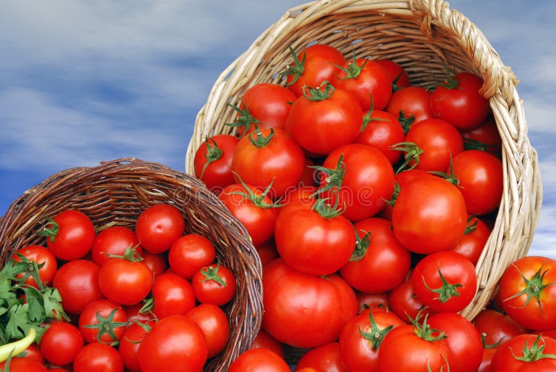 Fresh tomatoes stock photo. Image of dieting, ates, bunch - 39772020
