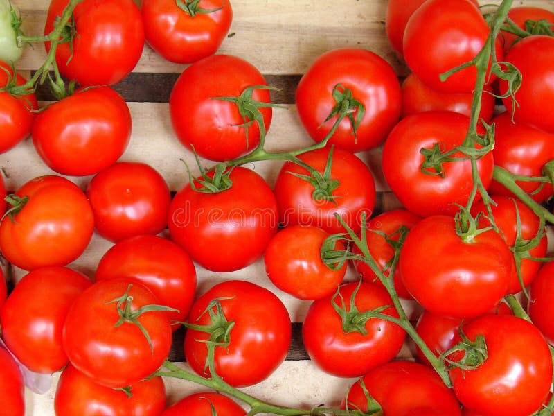 Fresh tomatoes stock image. Image of ingredient, biological - 145153