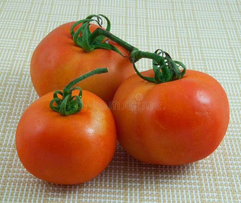 Fresh Tomatoes stock image. Image of agriculture, healthy - 19698913