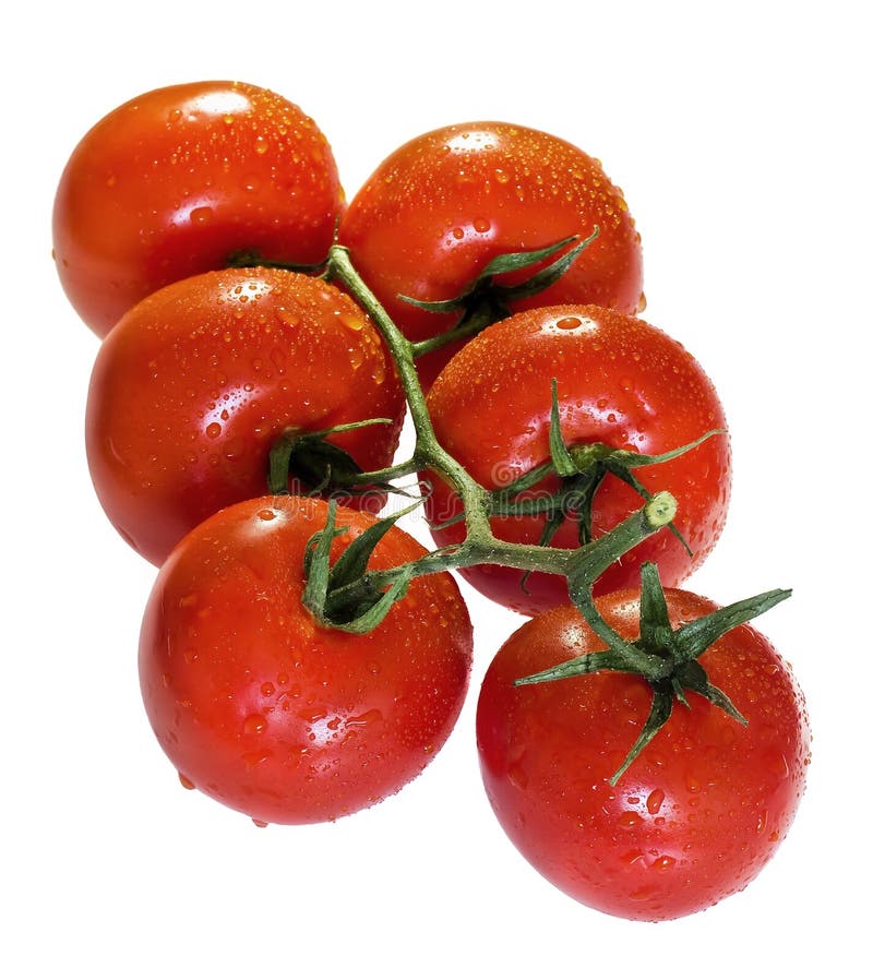Fresh tomatoes stock photo. Image of fruit, agriculture - 23385440