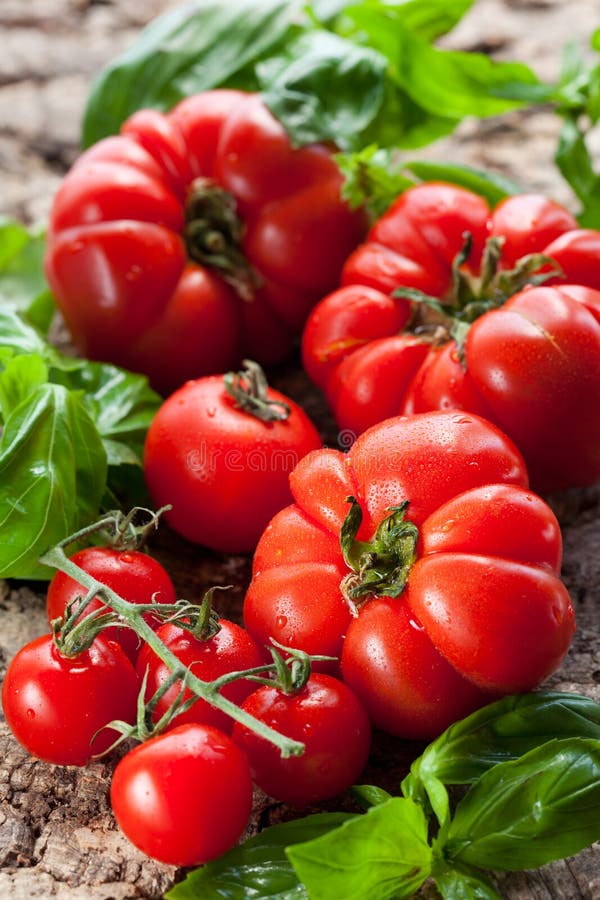 Fresh tomatoes stock photo. Image of nature, agriculture - 24489796