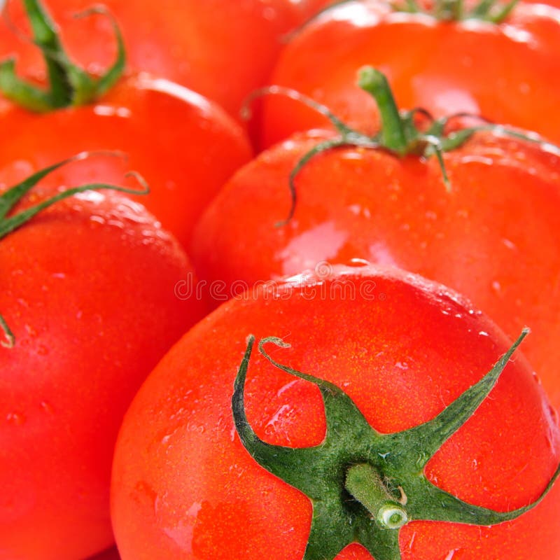 Fresh tomatoes stock photo. Image of salad, sauce, isolated - 25761742