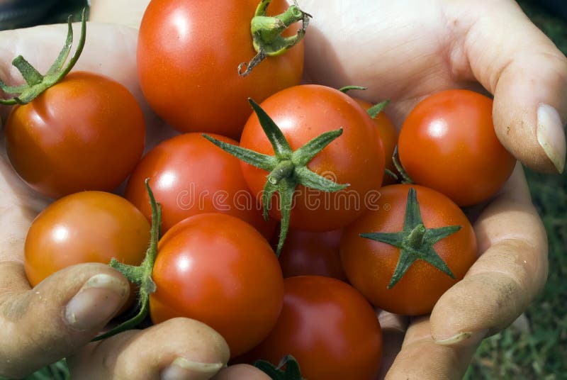 Fresh tomatoes stock image. Image of juicy, life, dirty - 6339487