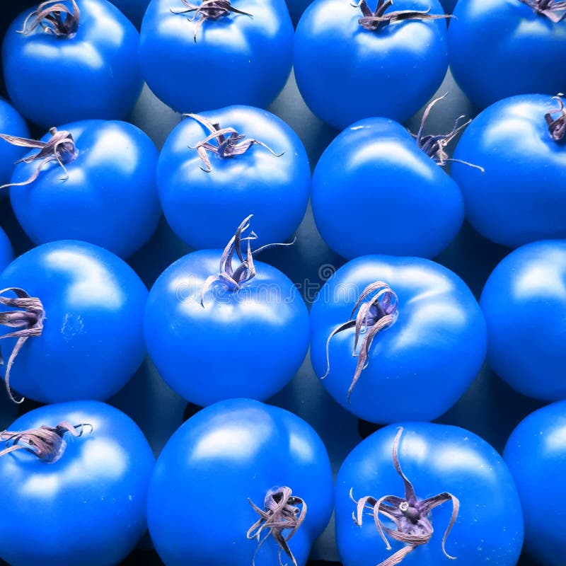 A Blue Variant of a Hen of the Breed Hedemora, in Autumn. Stock Photo ...