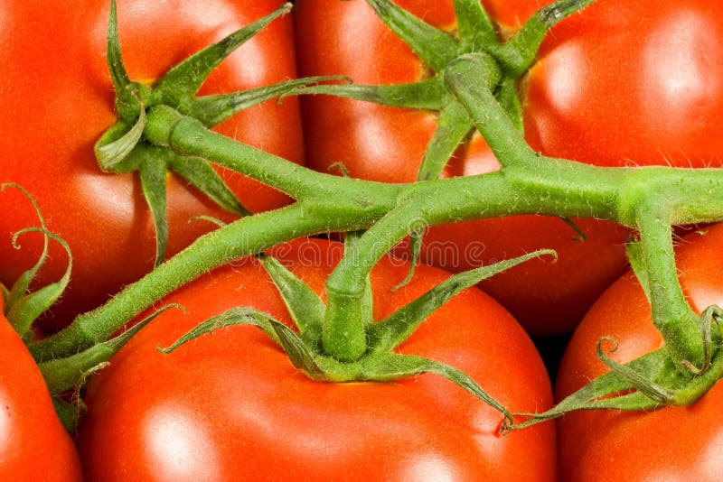 Fresh tomatoes bunch stock image. Image of dieting, ripe - 14982565