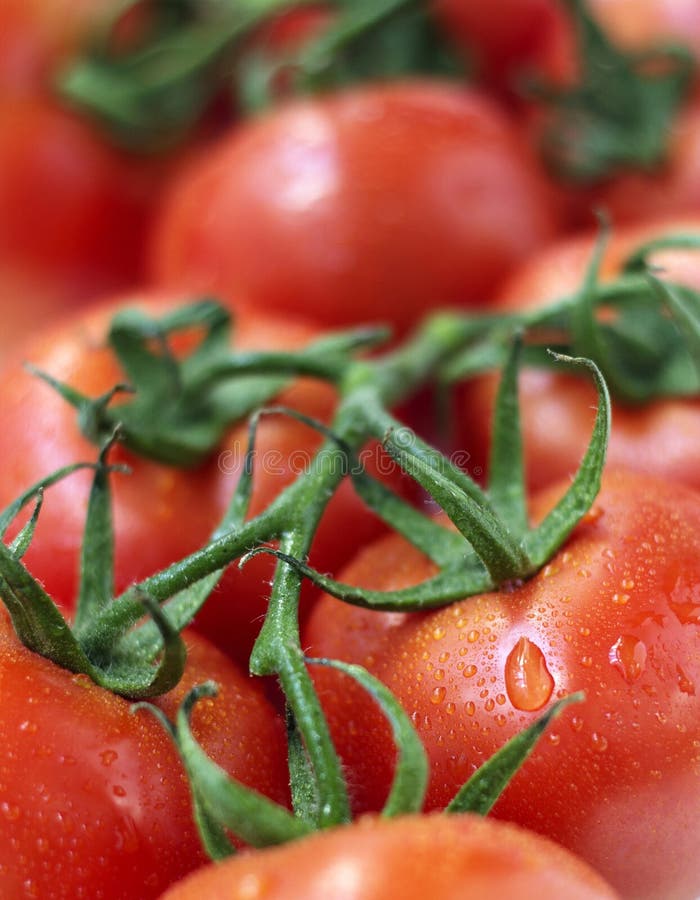 Fresh tomatoes stock image. Image of drops, fresh, color - 34637727
