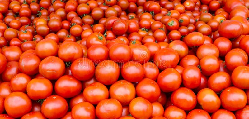 Fresh tomatoes on display stock image. Image of agriculture - 20633441