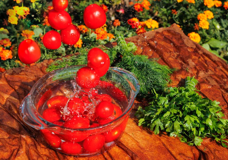 Fresh Tomatoes Falling in Pure Water Stock Image - Image of shock, foam ...