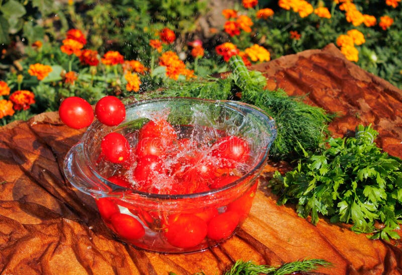 Fresh Tomatoes Falling in Pure Water Stock Image - Image of isolated ...