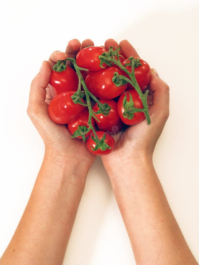 The fresh tomatoes hand. stock image. Image of diet - 105063683