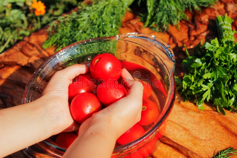 Fresh tomatoes in hands stock photo. Image of organic - 99707130