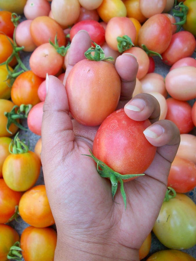 Fresh tomatoes stock image. Image of organic, food, natural - 37513069