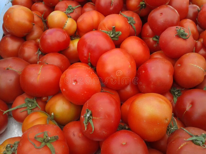 Fresh tomatoes stock photo. Image of cooking, ingredients - 62215916