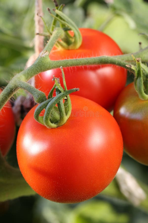 Fresh Tomatoes on Tomato Bush in a Garden Stock Photo - Image of garden ...