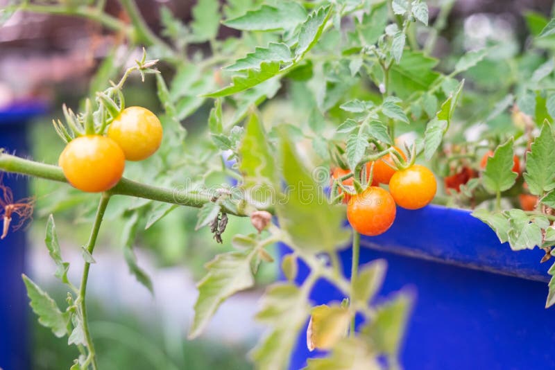 Fresh Tomatoes and Tomato Trees. Stock Image - Image of natural, fruit ...